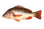 Frozen Seafood Supplier KL Malaysia - Frozen Fish & Seafood GL Marine